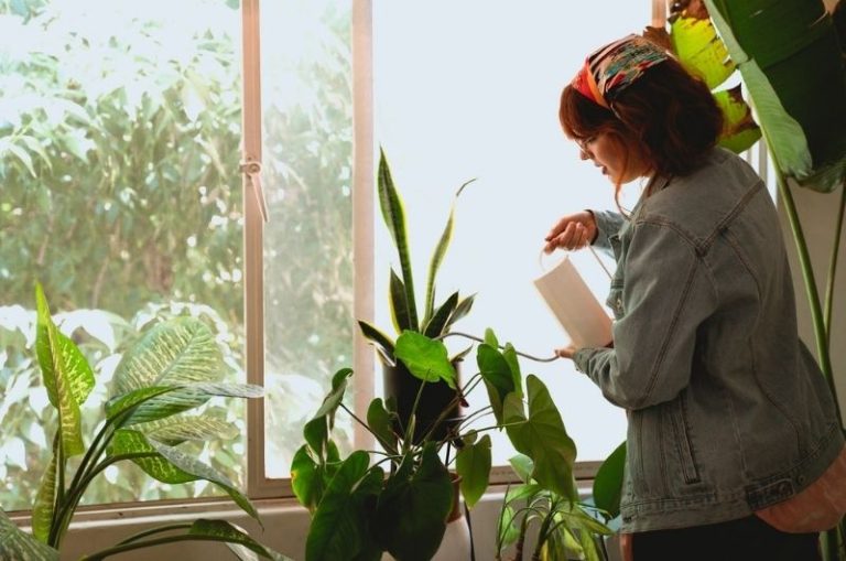 How to Water Indoor Plants: A Beginner’s Guide