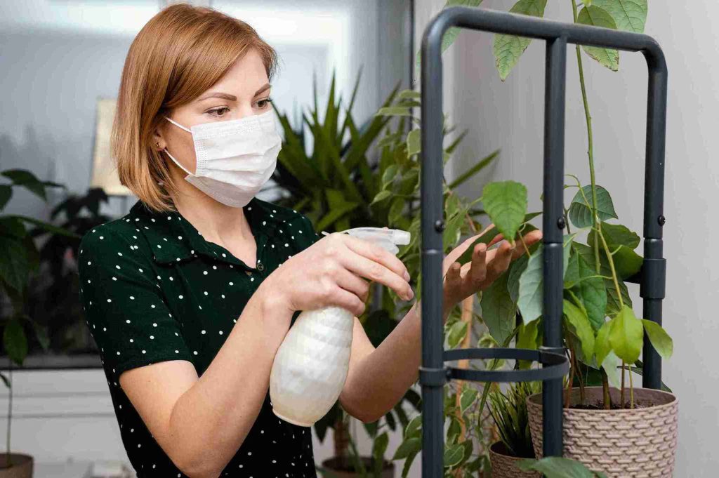 The Best Insecticidal Soaps for Houseplants