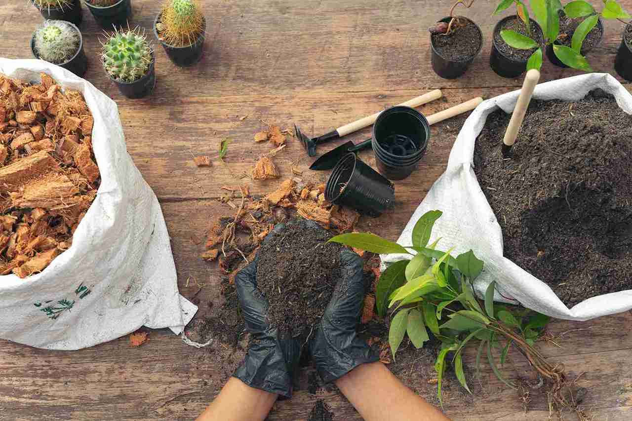 The Best Soil Mix for Different Houseplants